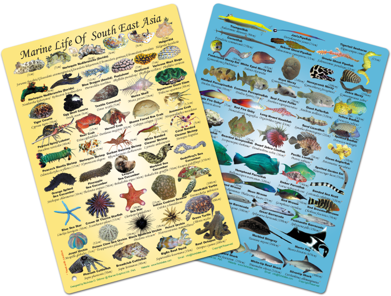 Marine Graphics | Fish ID & Marine Life Slates and Wallcharts