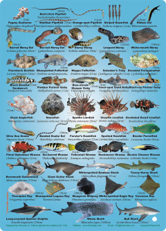 Marine Graphics | Fish ID & Marine Life Slates and Wallcharts