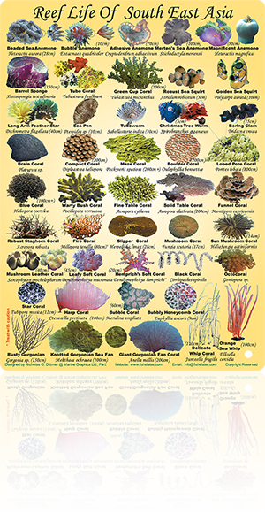 Marine Graphics | Fish ID & Marine Life Slates and Wallcharts