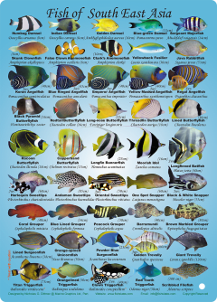 Marine Graphics | Fish ID & Marine Life Slates and Wallcharts
