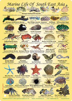 Marine Graphics | Fish ID & Marine Life Slates and Wallcharts