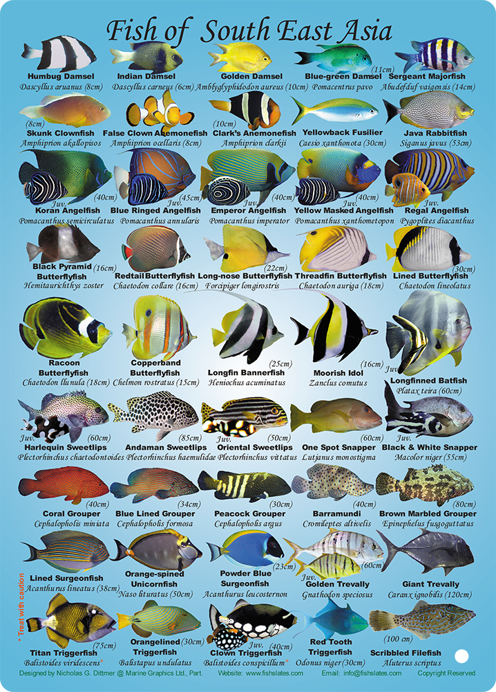 Marine Graphics | Fish ID & Marine Life Slates and Wallcharts