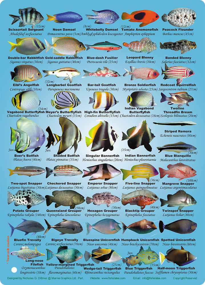 Marine Graphics | Fish ID & Marine Life Slates and Wallcharts
