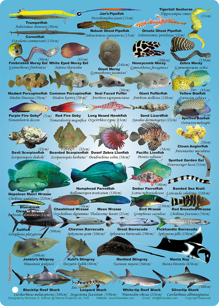 Marine Graphics | Fish ID & Marine Life Slates and Wallcharts