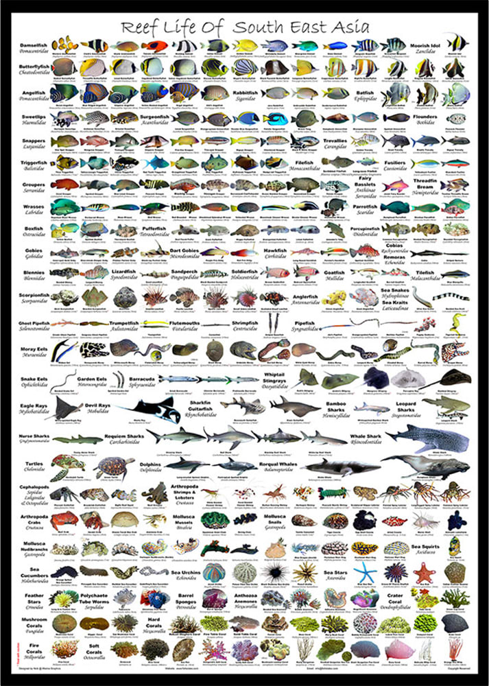 Marine Graphics | Fish ID & Marine Life Slates and Wallcharts