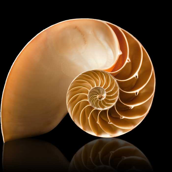 The Calcification of Personality | Jared White