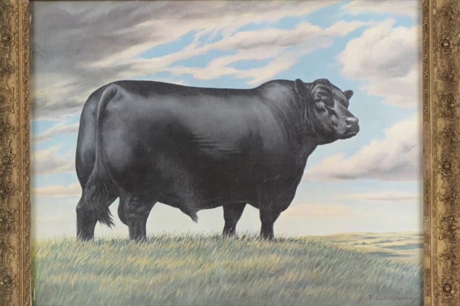 Angus Steer Print 24x20 at Gone Farmin' Spring Classic 2015 as M150 ...