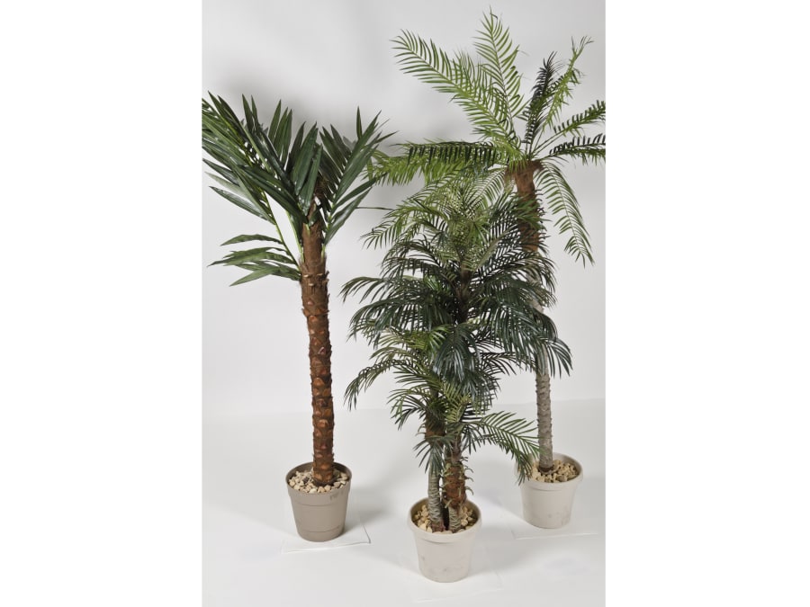 3 Decorative Palm Trees at Fran and Ron Green's Verde Classics Museum ...