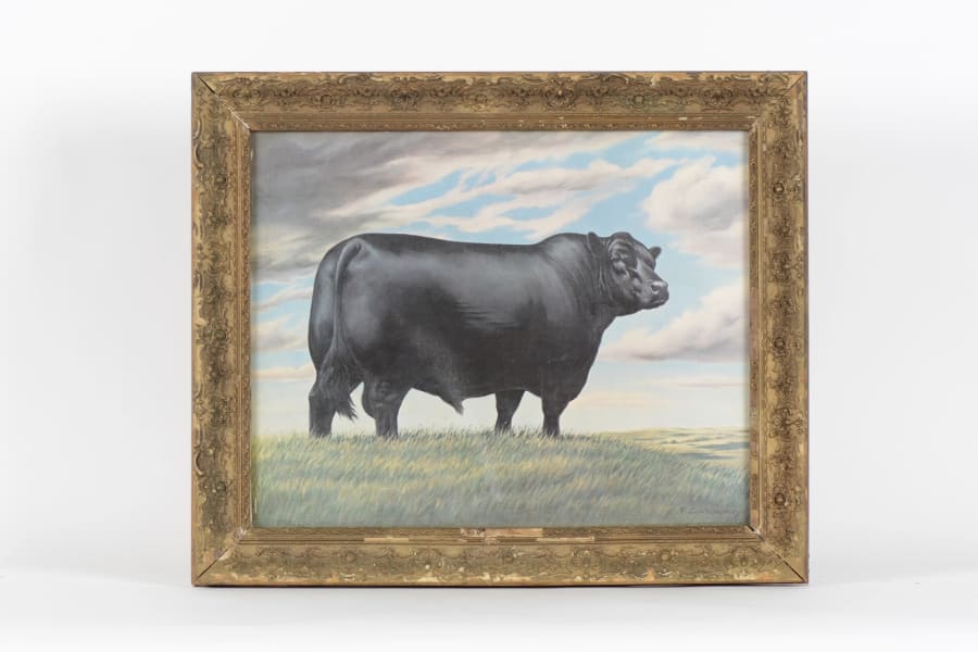 Angus Steer Print 24x20 for Sale at Auction - Mecum Auctions