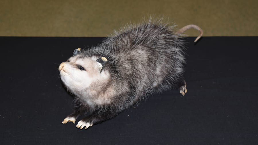 Possum Taxidermy 9x24x10 at Indy Road Art 2018 as B309 - Mecum Auctions