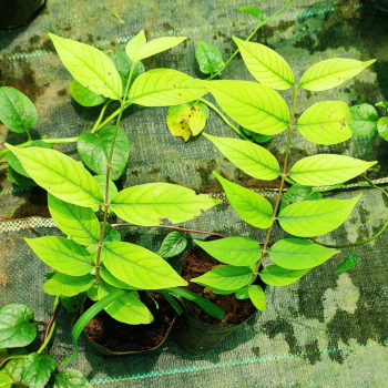 Medicinal Live - Buy Medicinal Plants online at Medicinal Live ...