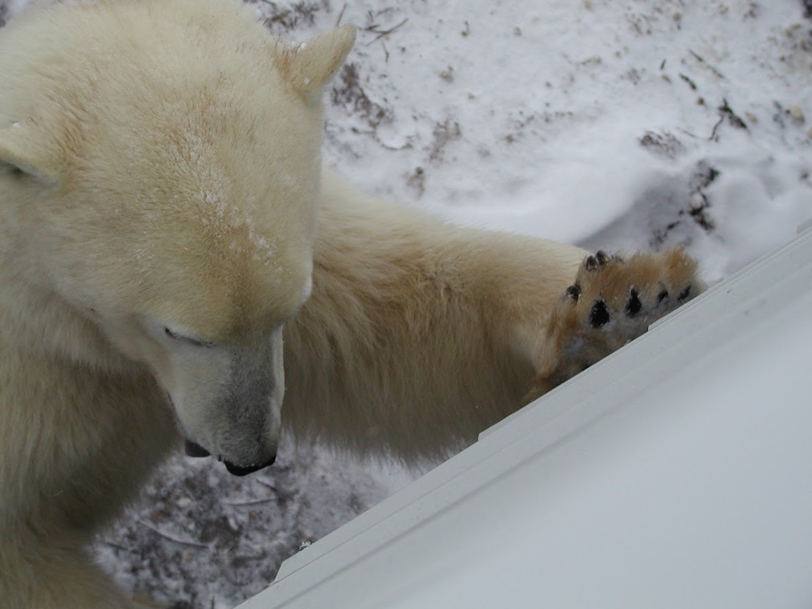 Have you ever seen a bear IRL?