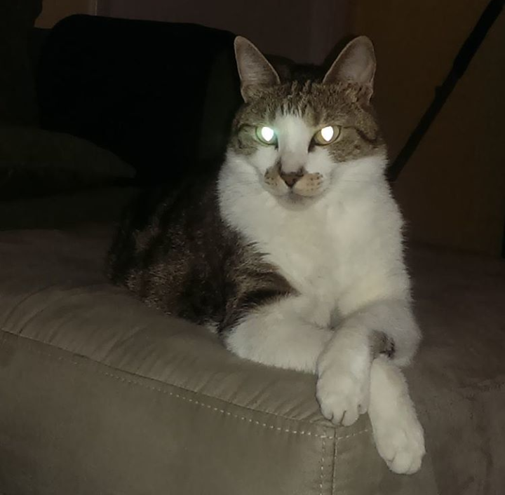 Introducing Meh Cats