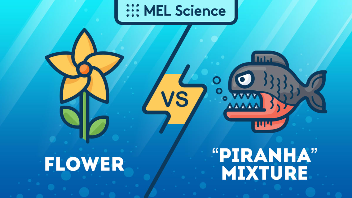“Piranha” mixture vs. a flower | MEL Chemistry