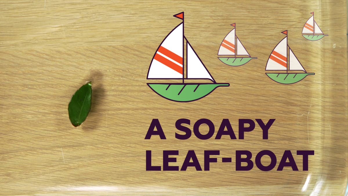 How to turn a leaf into a boat | MEL Chemistry