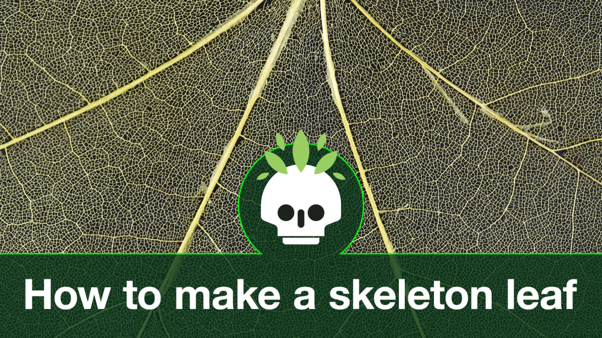 How to make skeleton leaves | MEL Chemistry
