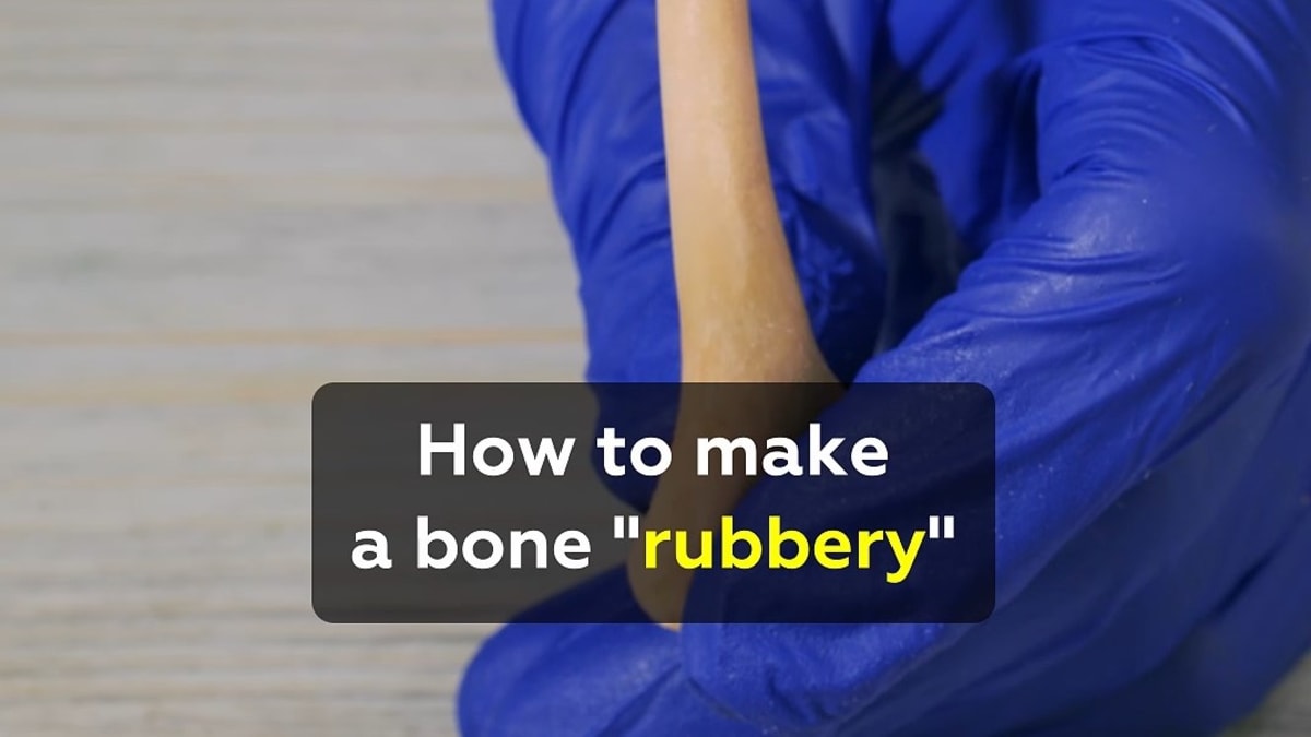 How to make a bone "rubbery" | MEL Chemistry