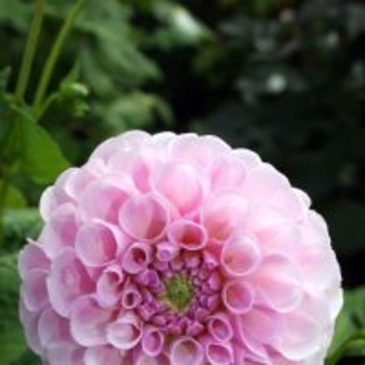 Kwan Fong's Memorial