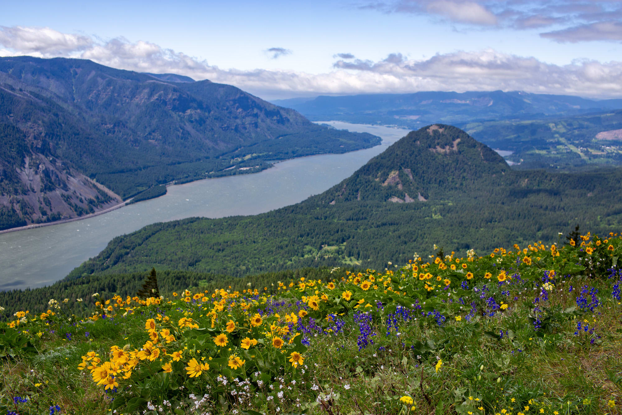 哥伦比亚河谷 狗山徒步赏花攻略 | PNW Columbia Gorge Dog Mountain Wild Flowers Hiking ...