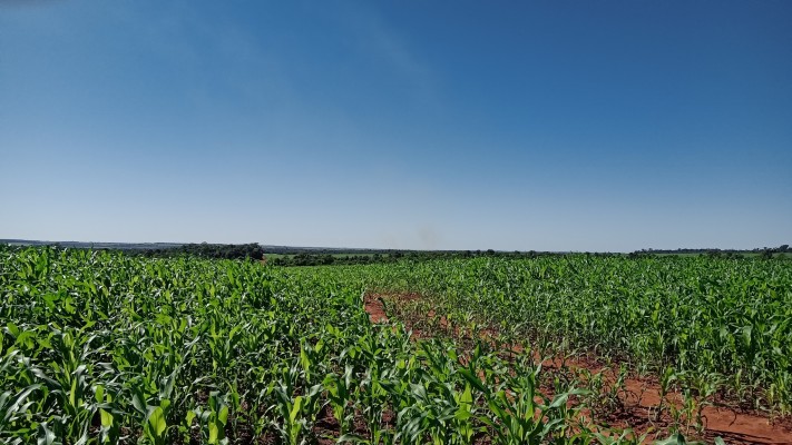 For Sale: Agriculture Farm in Alto Paraná, Paraguay