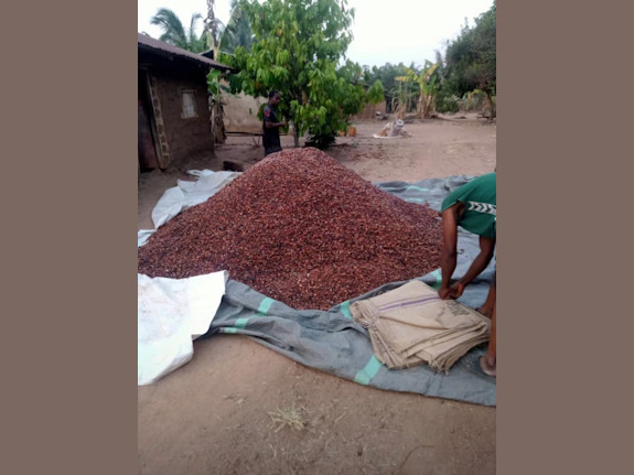 For Sale: Raw "Forastero" Cocoa Beans - Main Crop, Less 8%MC