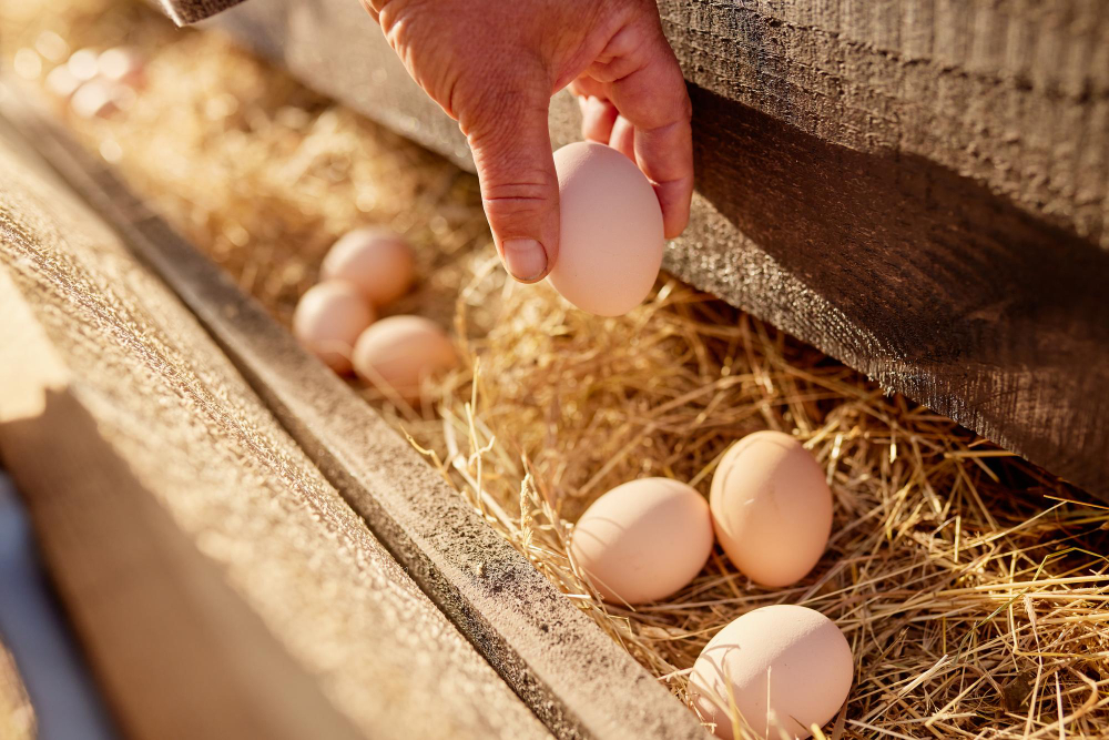 For Sale: Poultry and Egg Production Business