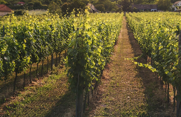 Established Tree Farm