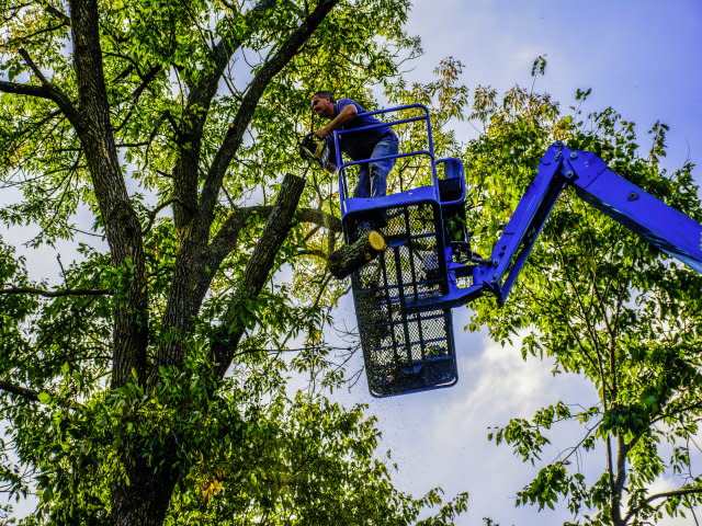For Sale: Thriving Tree Service Co. in PB 31-Years Est.