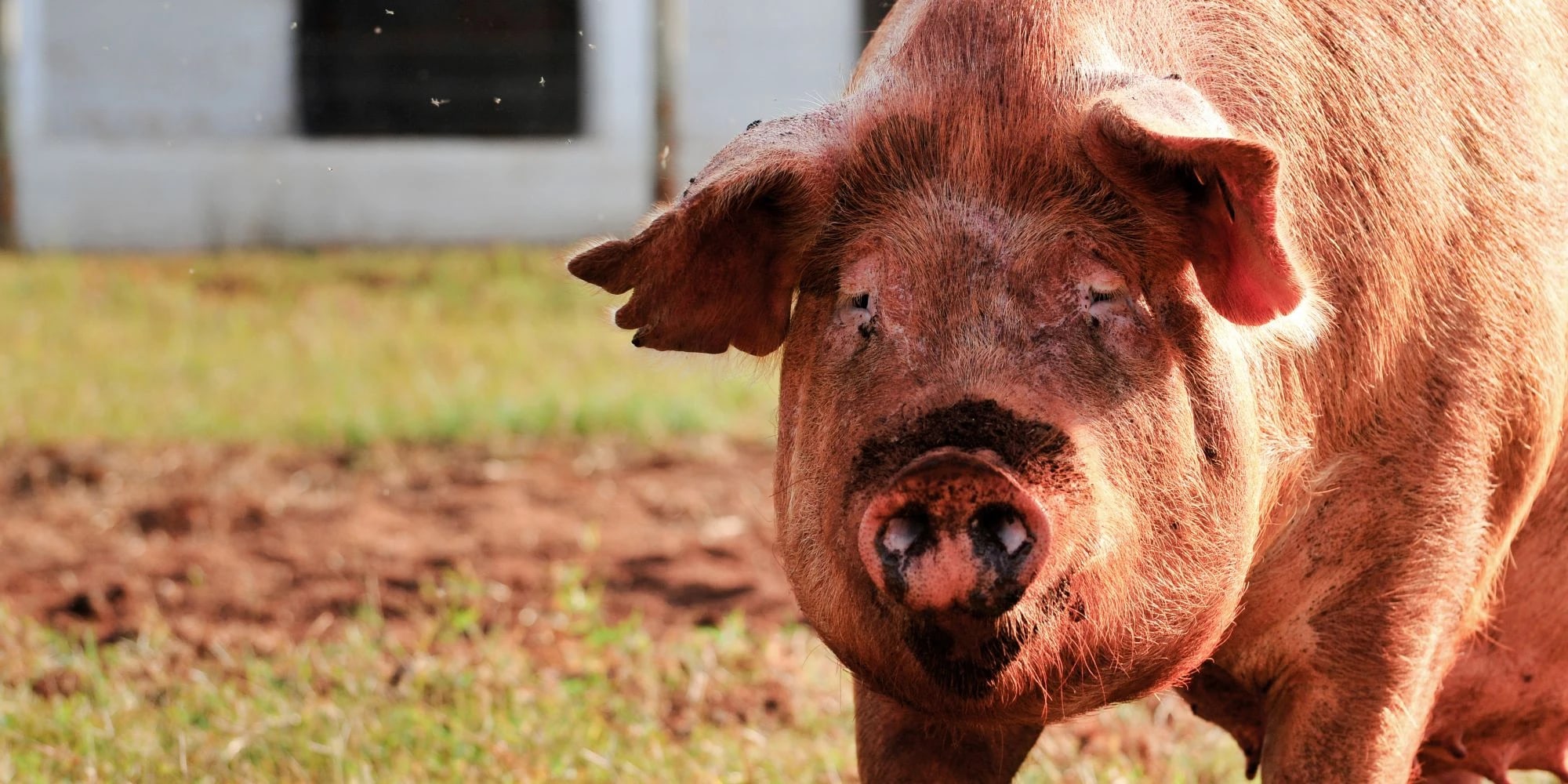 Simulation Exercise Tests Preparedness For Deadly Pig Disease ...