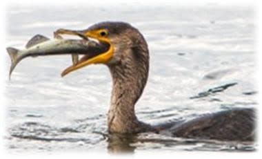 Bird Depredation Permitting: Farmer and Private Pond and Lake Manager ...