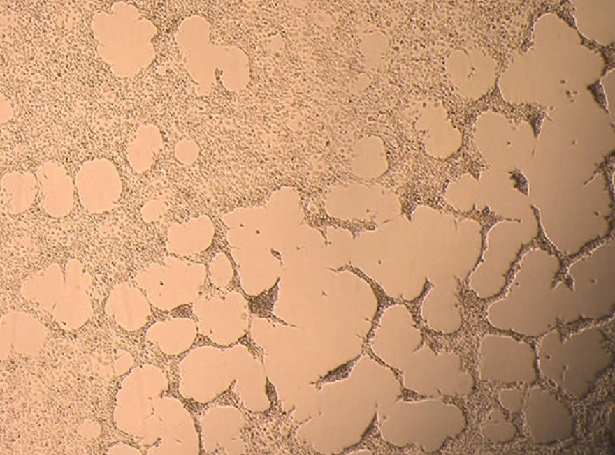 WADDL Now Offering Certification and Diagnostic Testing for Tilapia ...