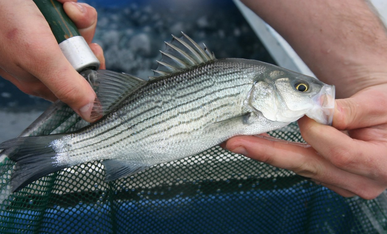 L02: Live hybrid striped bass fingerlings Default - National ...