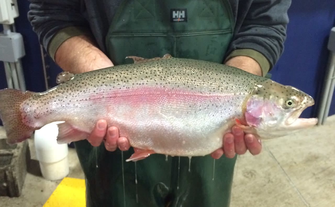 Ovaprim has Now been Indexed for Use in All Finfish Broodstock! Default ...