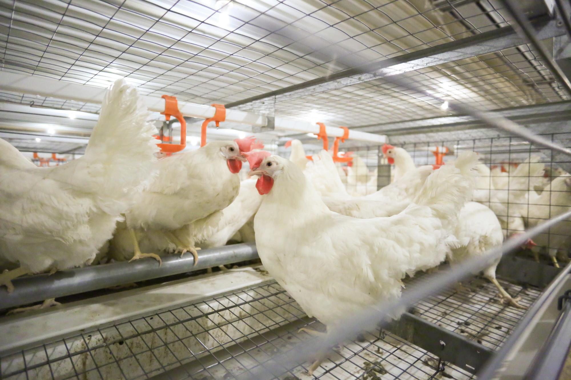 2021 Poultry Health Management School Blank