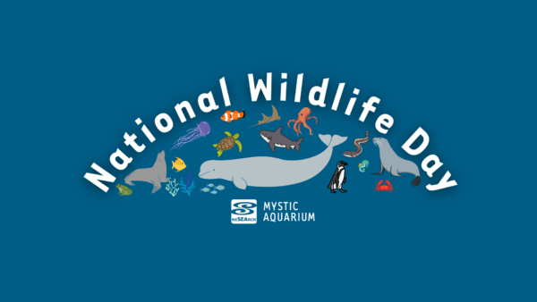 National Wildlife Day at Mystic Aquarium - Greater Mystic Chamber of ...