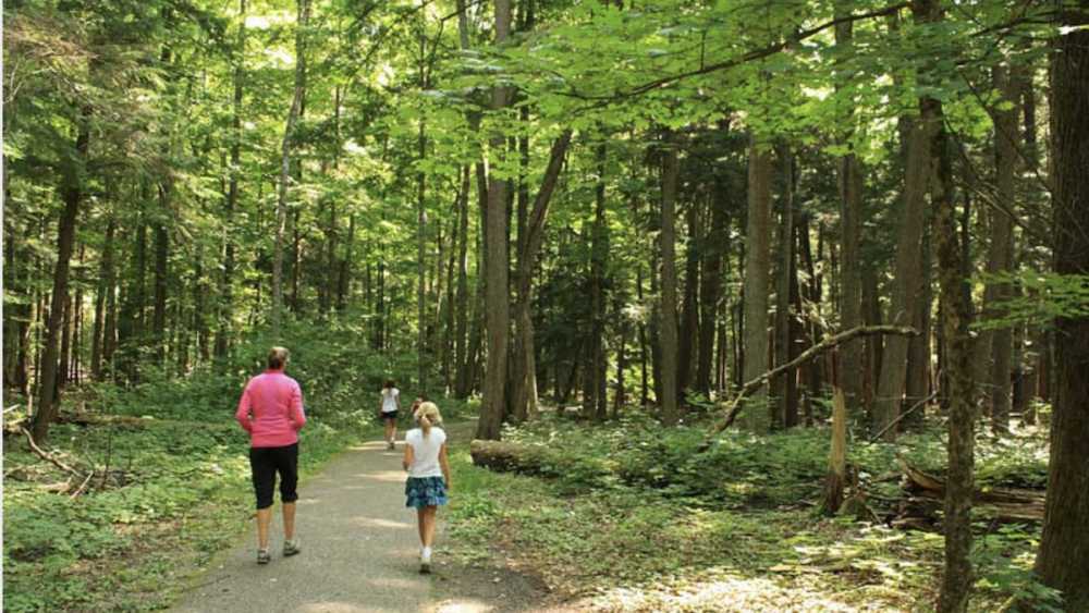 Hartwick Pines-Old Growth Forest Trail | Michigan
