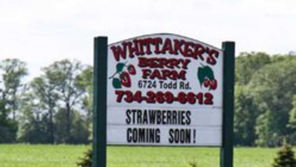 Whittakers Berry Farm | Michigan