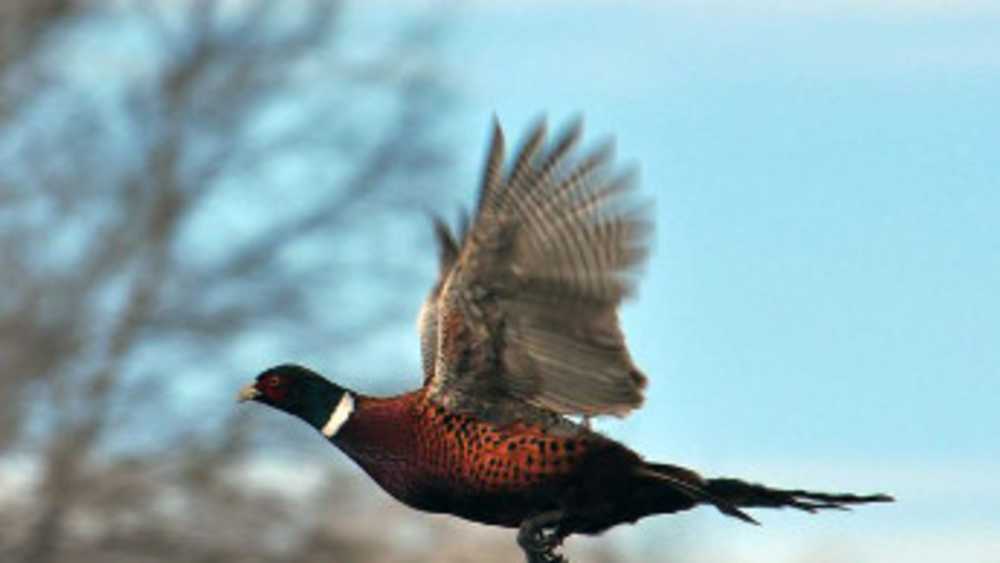 The Ringneck Ranch LLC | Michigan