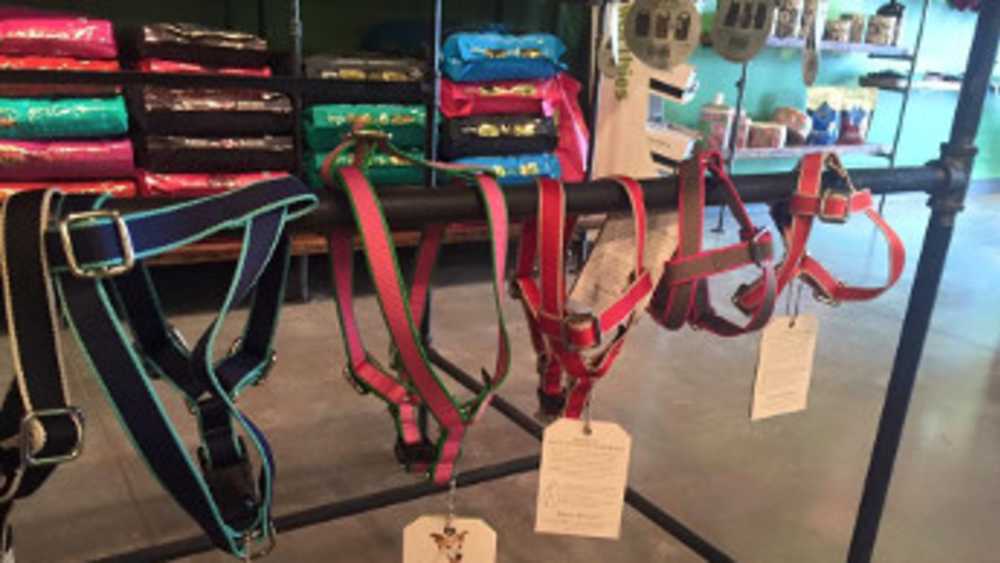 Fido & Stitch | Michigan