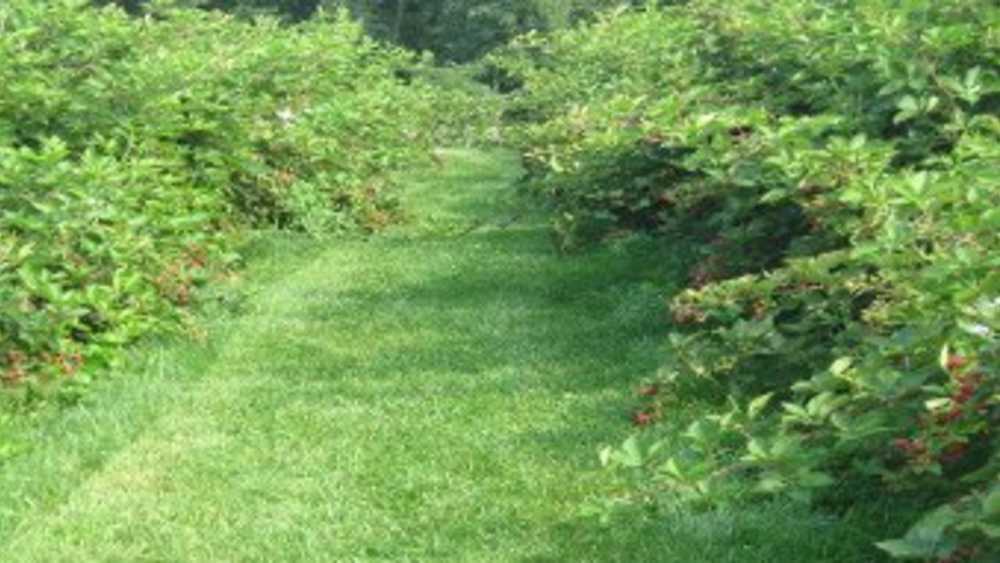 Berry Hill Farm | Michigan