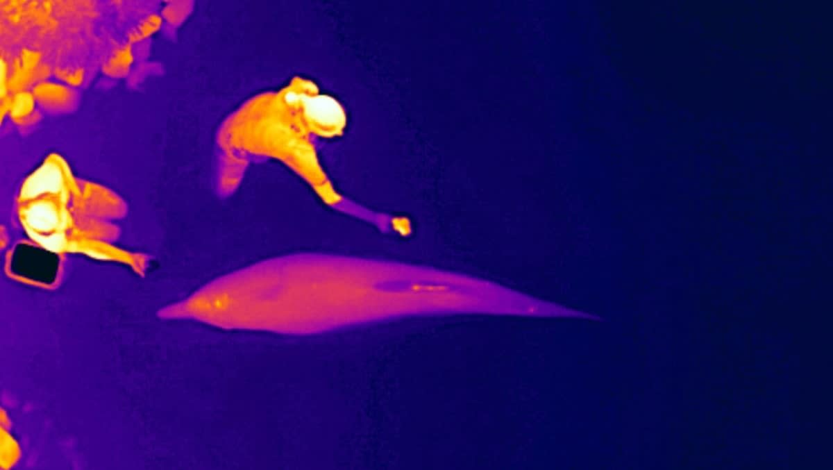 Dolphin doctors could diagnose with drones – Australian Aviation