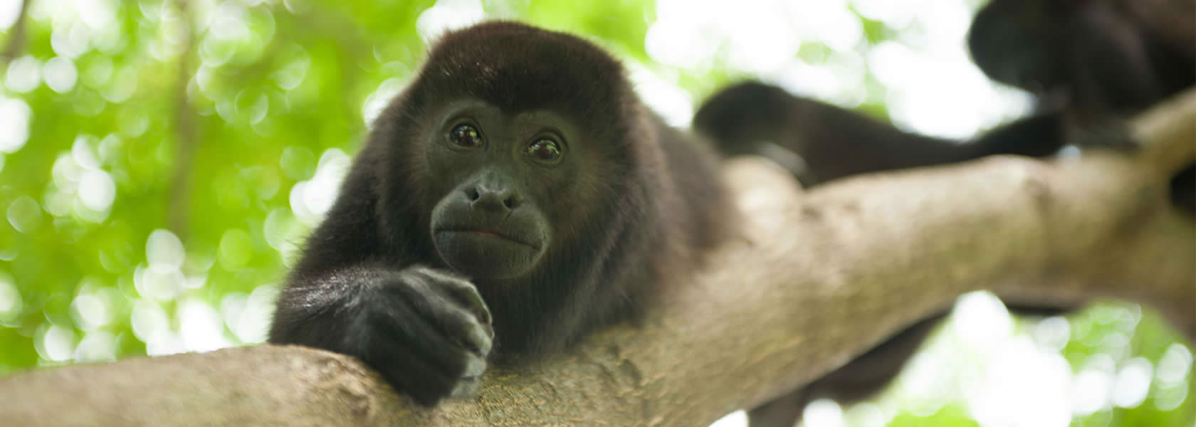 Travel and Visit Costa Rica with Costa Rica Monkey Tours
