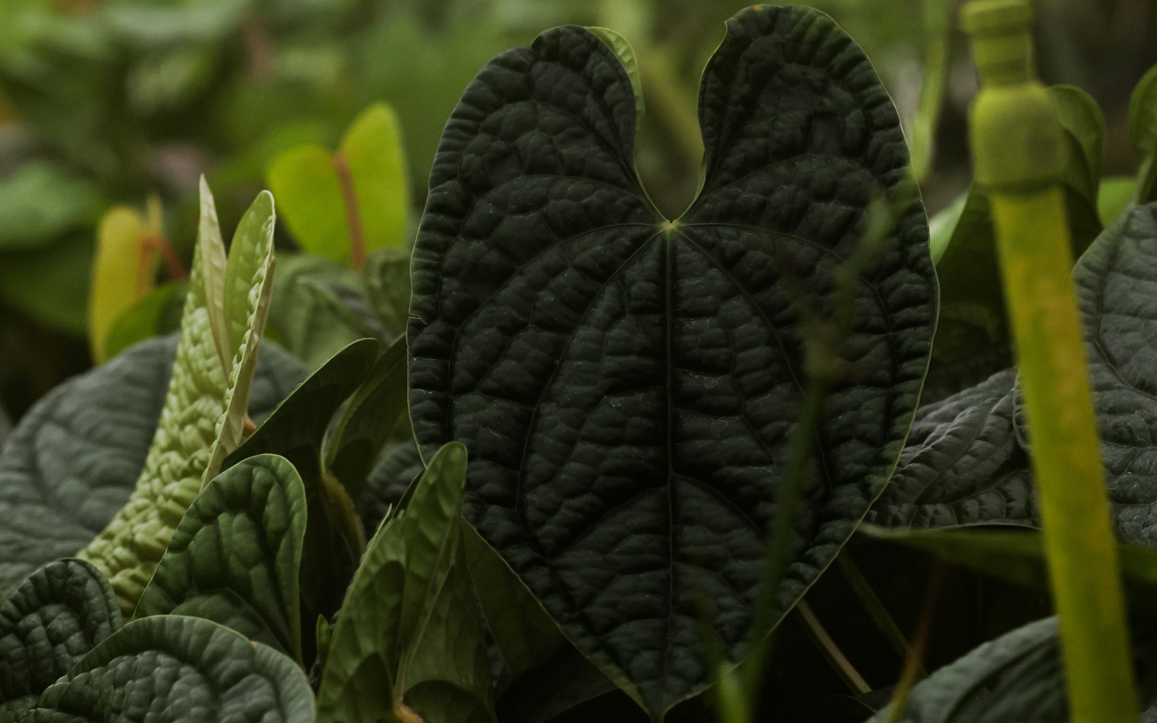 What Your Favorite Anthurium Says About You! | MonsteraX