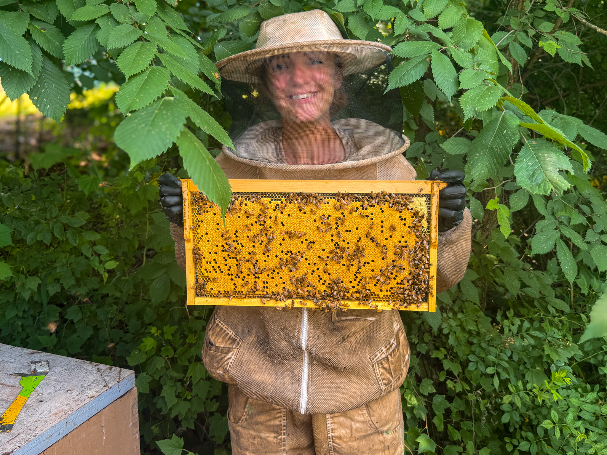 Grow Thriving, Healthy Hives With Confidence | The Beekeeping App For ...
