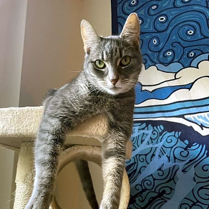 Help support Wasabi!