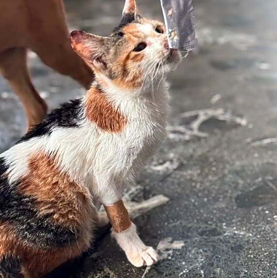 Help support Poppet!