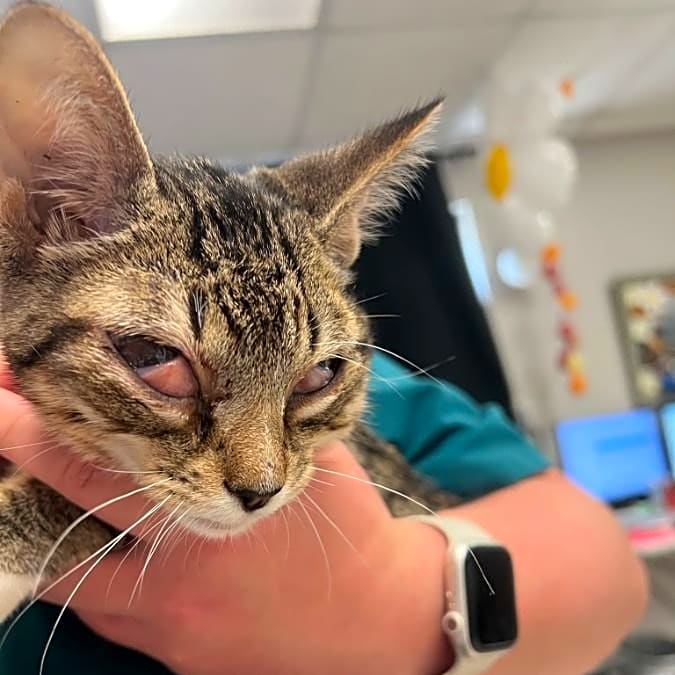 Help support Biscuit!