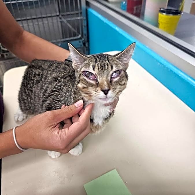 Help support Biscuit!