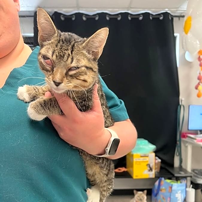 Help support Biscuit!