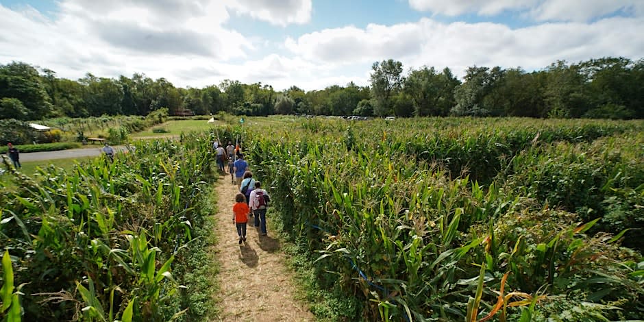 The Amazing Maize Maze Haunted Attraction | The Queens County Farm Museum
